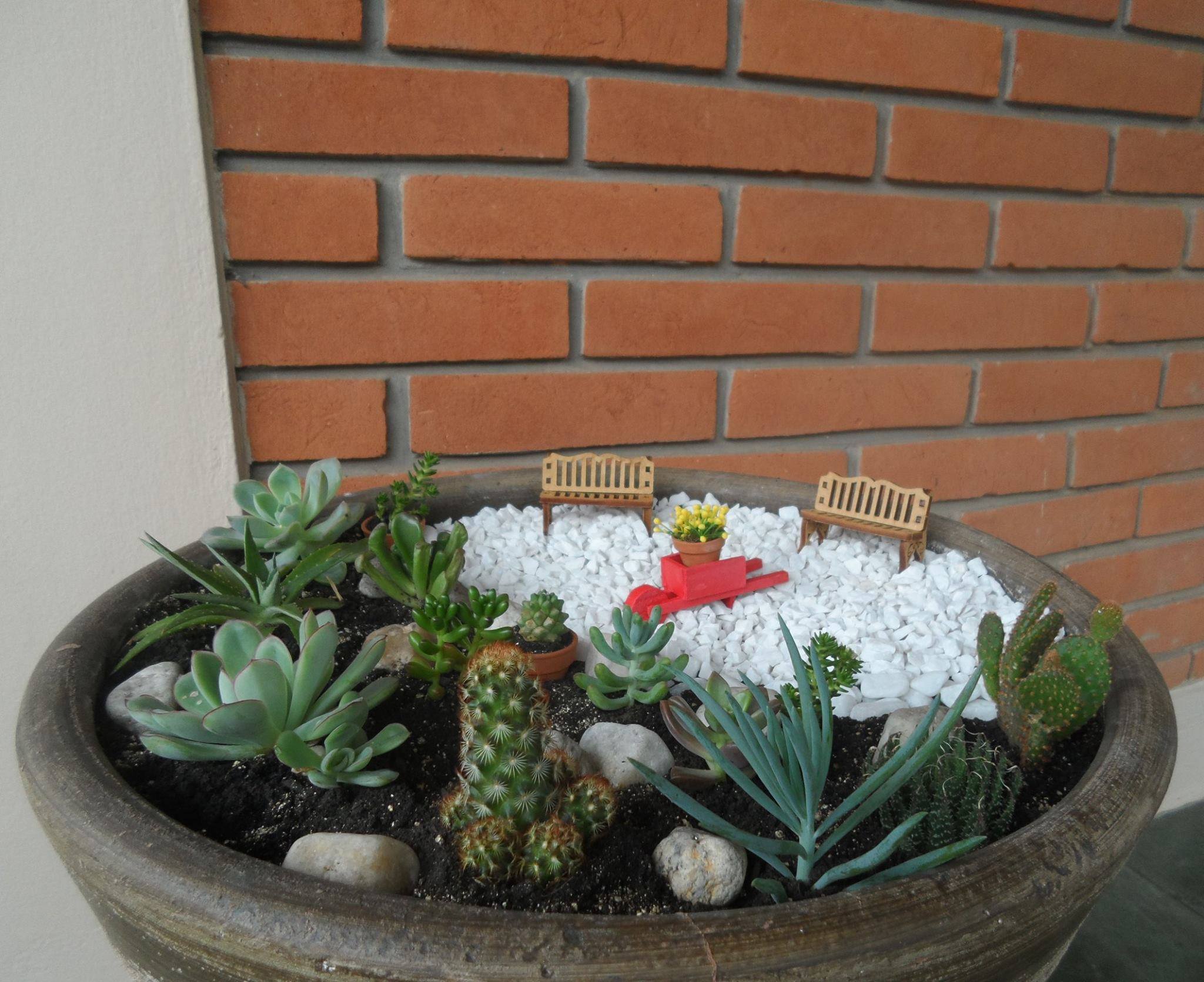 Como Cuidar de Mini Cactos e seus 15 Tipos