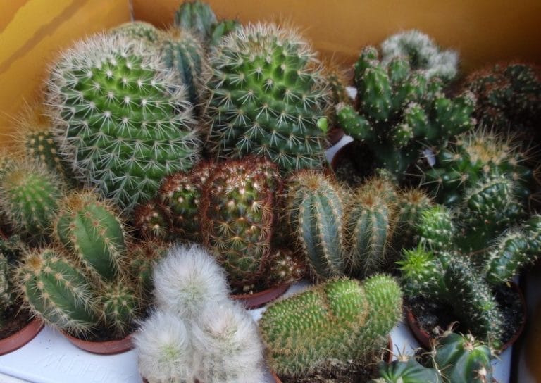 Como Cuidar de Mini Cactos e seus 15 Tipos