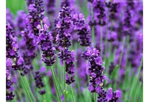 Lavanda: Como Cultivar e dar perfume ao jardim