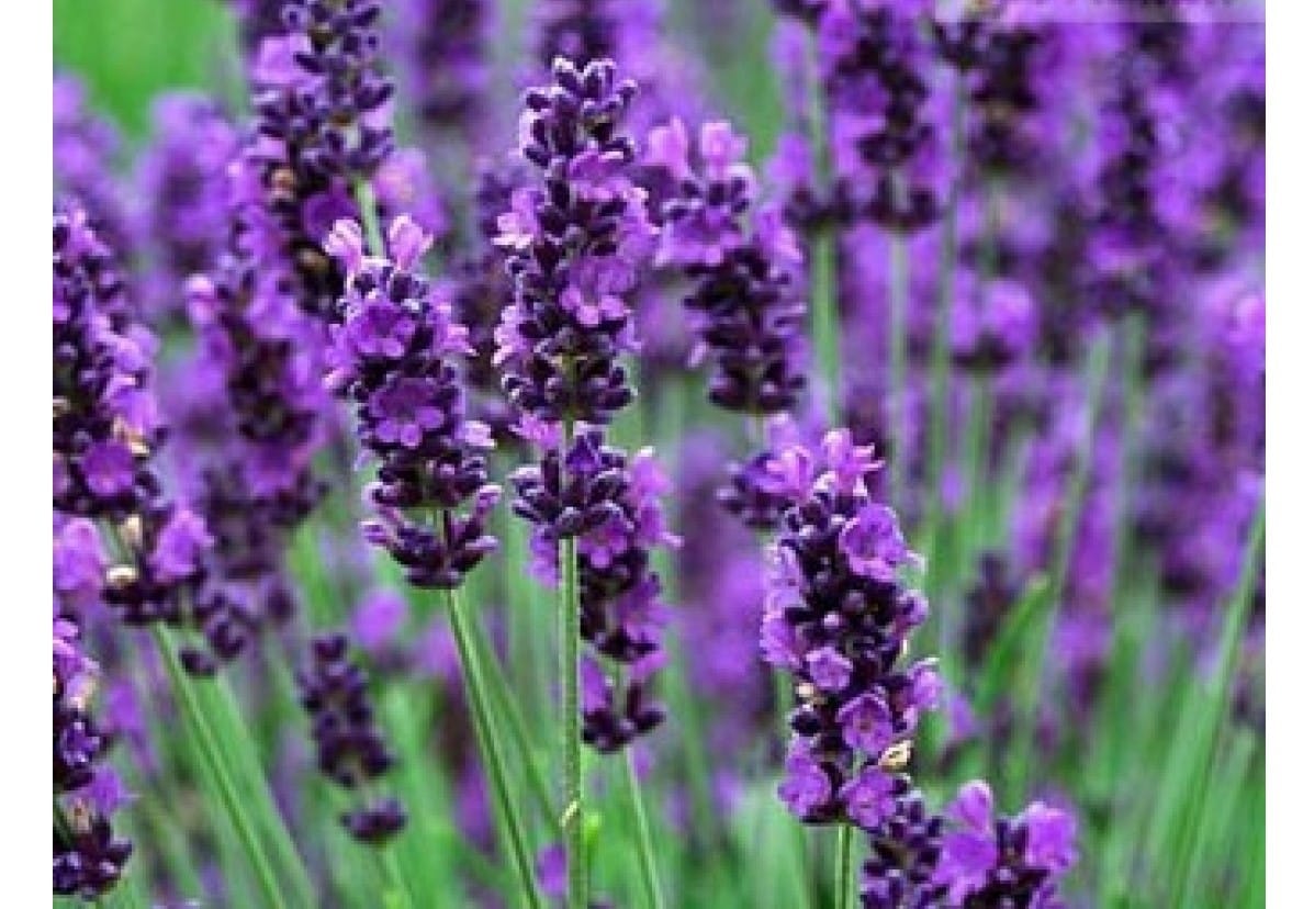Lavanda: Como Cultivar e dar perfume ao jardim