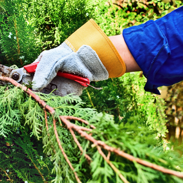 8 Motivos para Fazer PODAS DE PLANTAS: Fácil Demais!