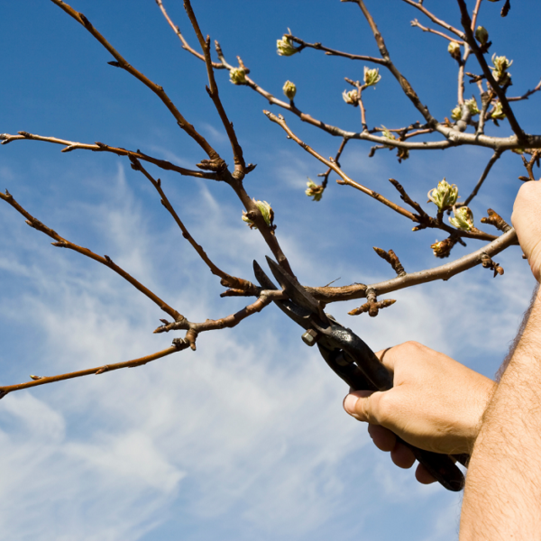 8 Motivos para Fazer PODAS DE PLANTAS: Fácil Demais!