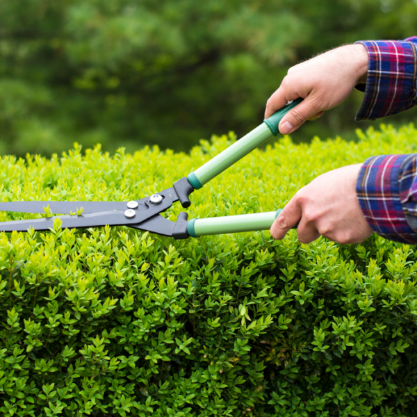 8 Motivos para Fazer PODAS DE PLANTAS: Fácil Demais!