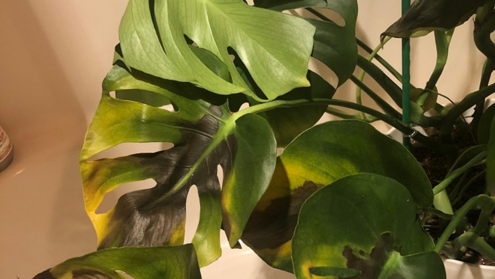 FILODENDRO - 7 Dicas Ótimas e Simples Para Cultivar Corretamente