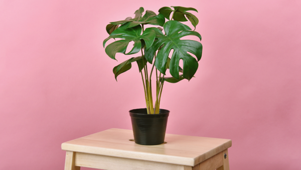 FILODENDRO - 7 Dicas Ótimas e Simples Para Cultivar Corretamente