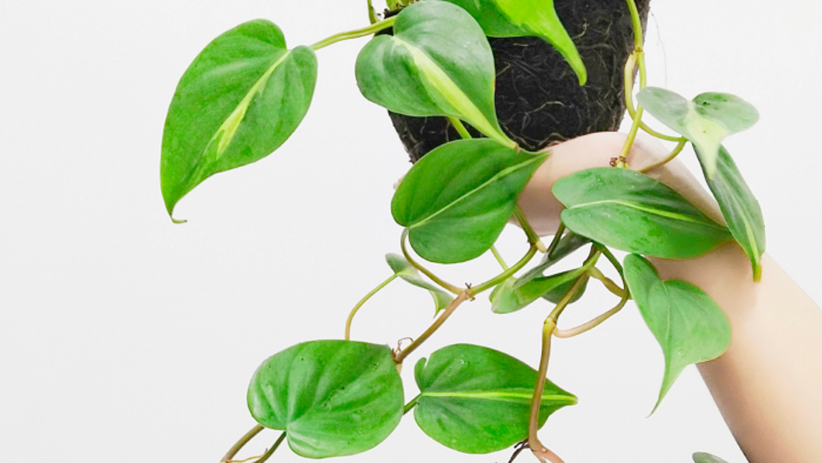 FILODENDRO - 7 Dicas Ótimas e Simples Para Cultivar Corretamente