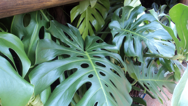 FILODENDRO - 7 Dicas Ótimas e Simples Para Cultivar Corretamente