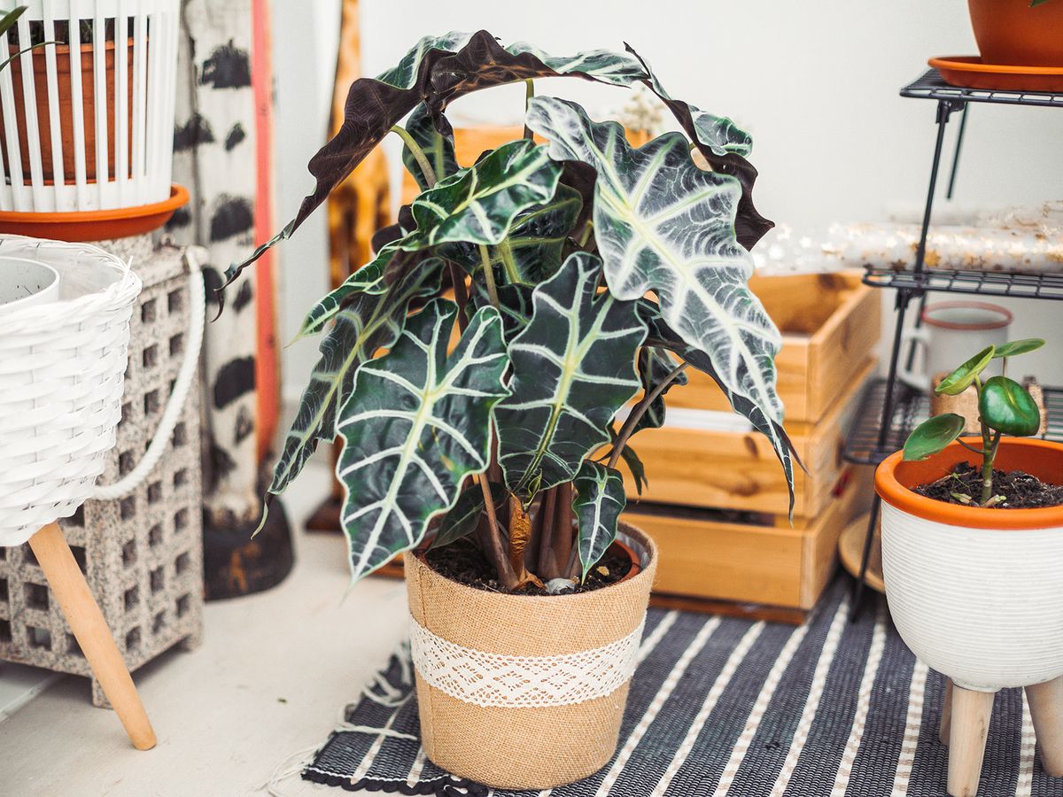 Planta Pequena: Conheça 10 que Cabem em Qualquer Lugar!