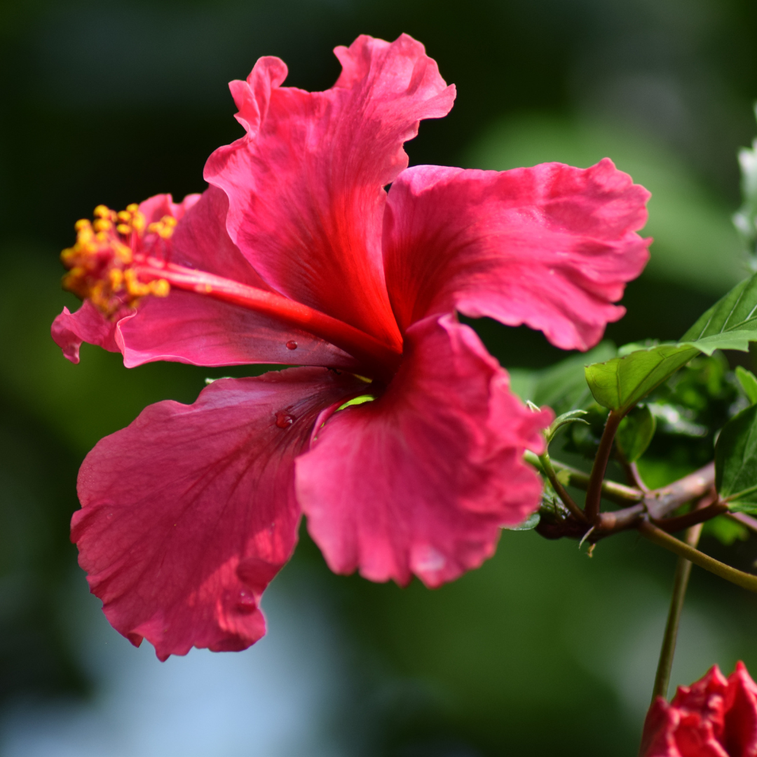Hibisco Flor: Conheça 4 Espécies Ornamentais