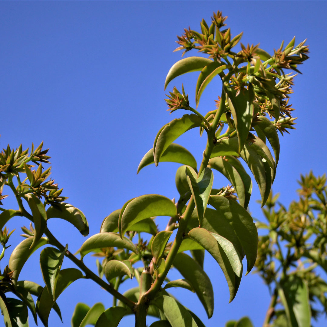 Ora Pro Nobis Fruto: Saiba Como Cultivar em Casa