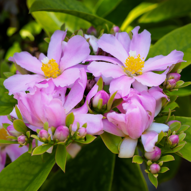 Ora Pro Nobis Fruto: Saiba Como Cultivar em Casa