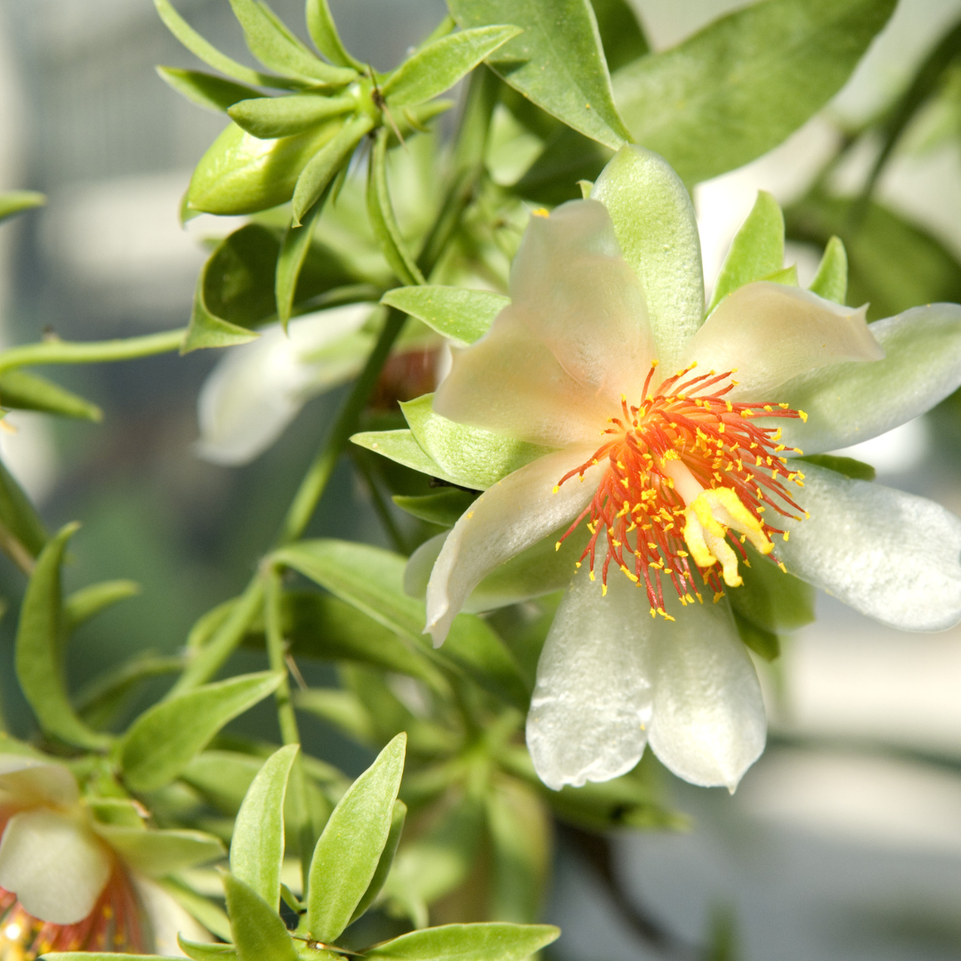 Ora Pro Nobis Fruto: Saiba Como Cultivar em Casa