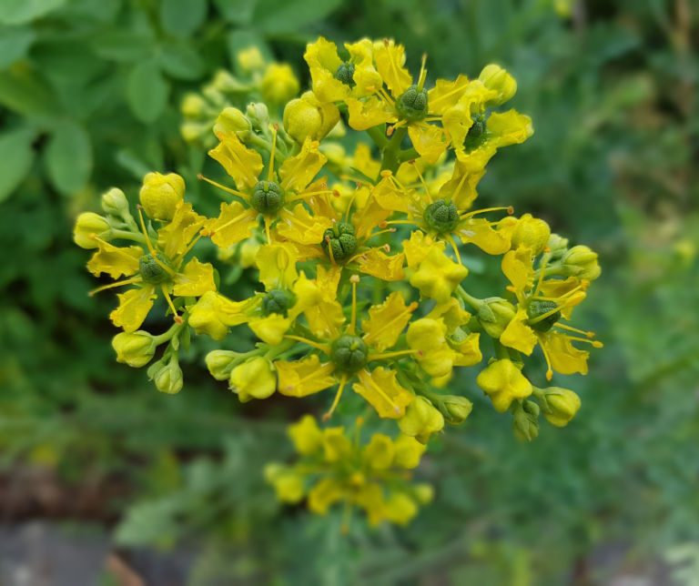 Arruda: Conheça As 7 Propriedades Desta Planta